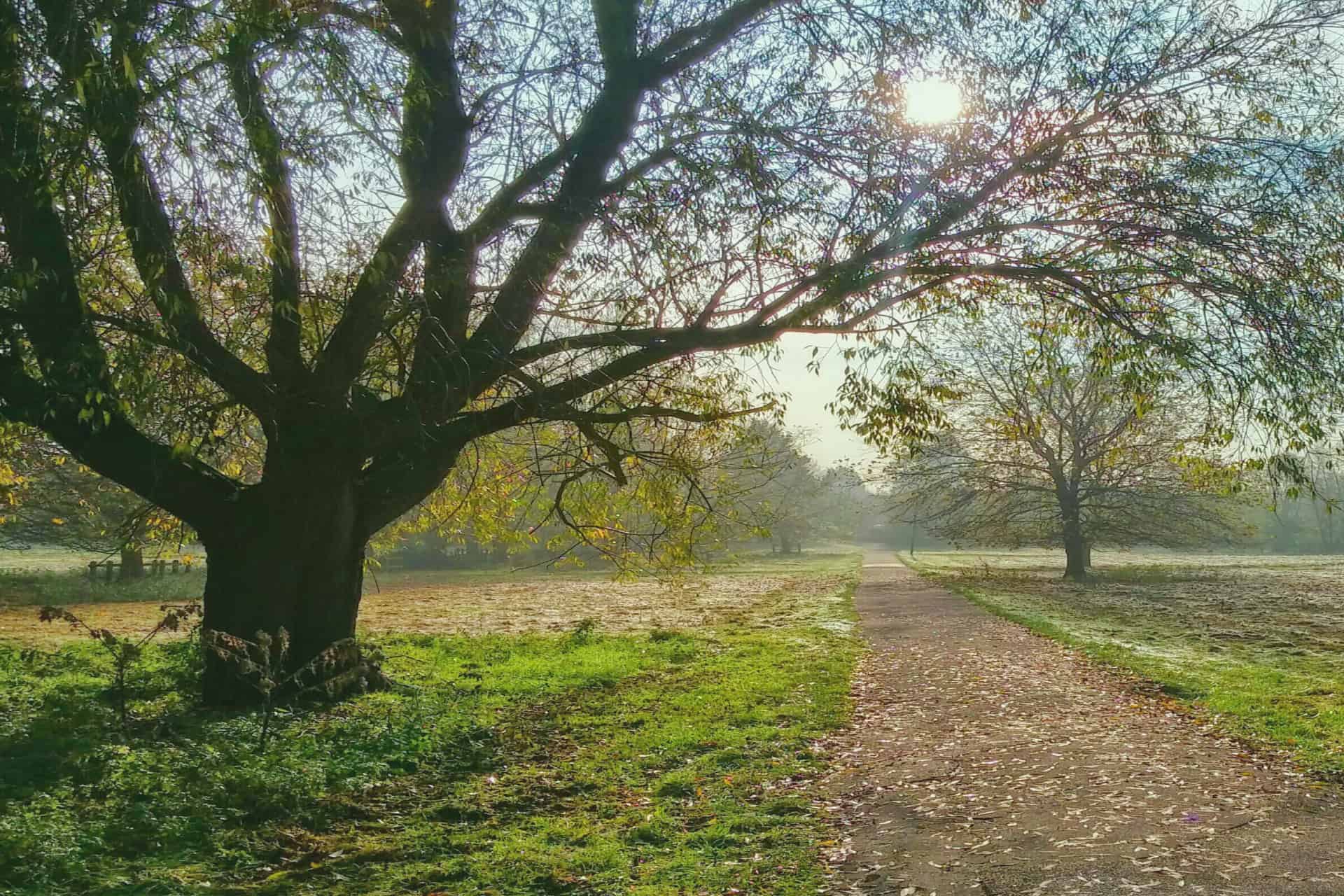 Sacred Pathway • Life Mastery Pearls