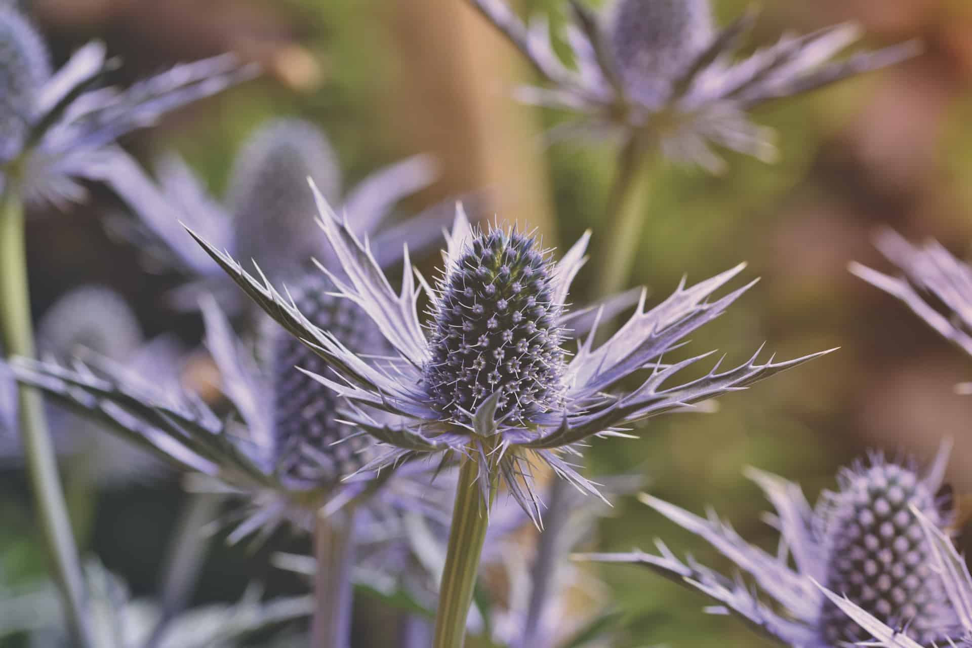Thistles in the Garden • Life Mastery Pearls